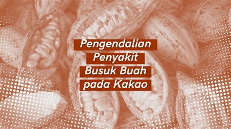 Bertani Academy Perpustakaan Teknik Pengendalian Penyakit Busuk Buah Pada Tanaman Kakao