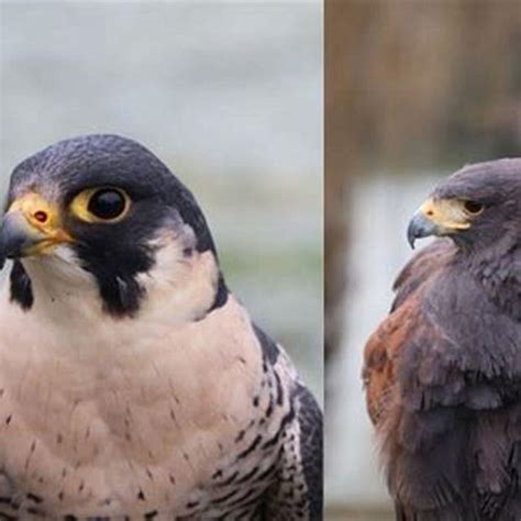 What Is The Difference Between A Hawk And A Goshawk Diy Seattle