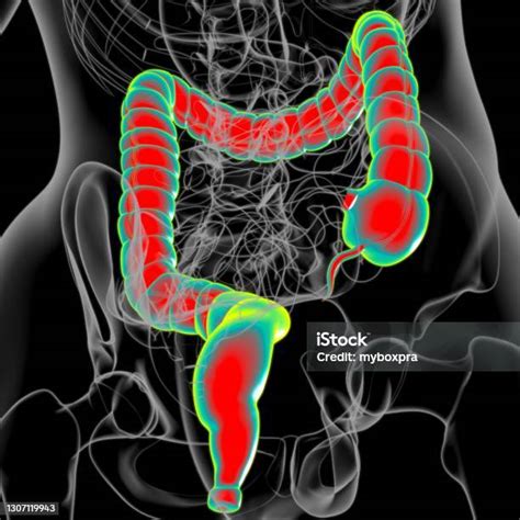 대형 장 3d 일러스트 인간 소화 시스템 해부학 3차원 형태에 대한 스톡 사진 및 기타 이미지 3차원 형태 간 내부 기관 건강관리와 의술 Istock