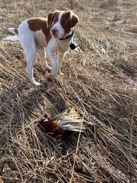 Robs Brittanys Akc Brittany Spaniel Puppies For Sale — Robs Brittanys