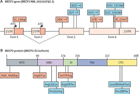 Rare Variants In The Mecp2 Gene In Girls With Central Precocious