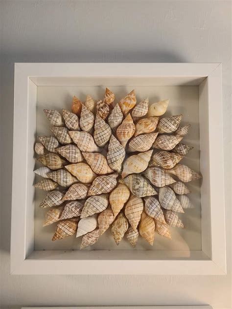 Seashell Wall Art