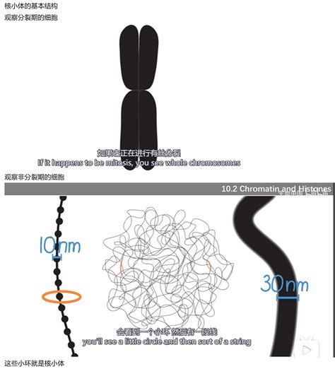 Mit 分子生物学 Part1 102 染色质和组蛋白 哔哩哔哩
