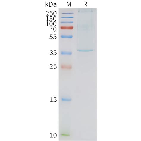 Human Ntsr1 Full Length Protein Synthetic Nanodisc Dima Biotechnology