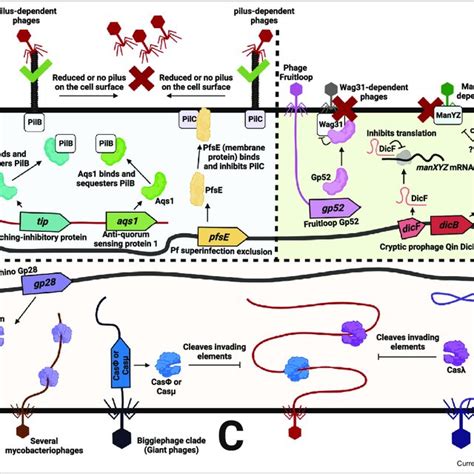 A Minimal Model For Phage Plasmid Hybrid Reproduces The Observed