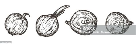 벡터 손 세트는 흰색 배경에 고립 된 양파를 그립니다 스케치 빈티지 스타일의 흑백 일러스트 유기농 건강 신선 식품을 브랜딩하기 위한 컬렉션 디자인 요소 건강한 식생활에 대한