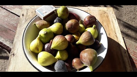 Инжир Фиги созревают Саженцы Youtube