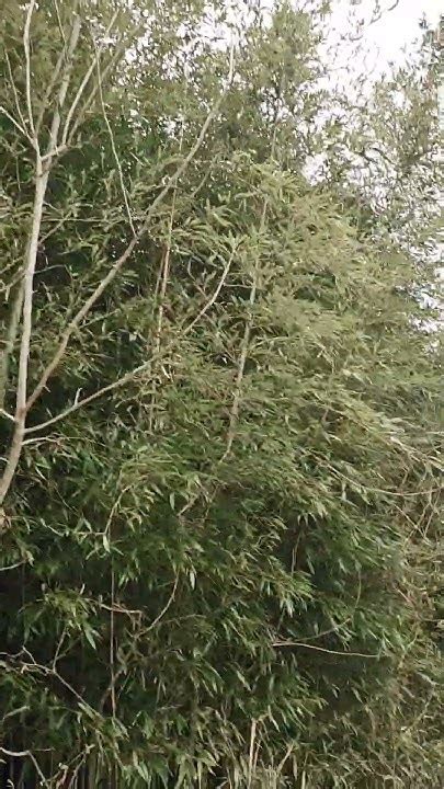 겨울여행 자연이좋아 방랑자 김용임 Youtube