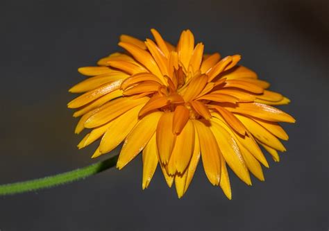 Marigold Flower Yellow Free Photo On Pixabay Pixabay