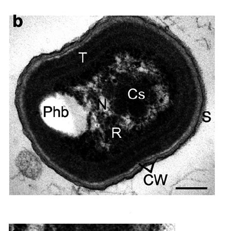 Morphological Properties Of Cyanobacteria Isolates Download Table