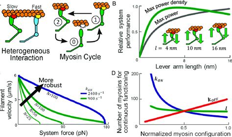 System Behavior Depends On Myosin Structure And Behavior A Download Scientific Diagram