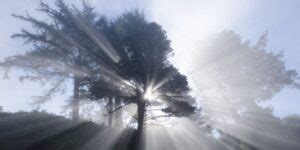 What Is An Entity Attachment Everything You Need To Know