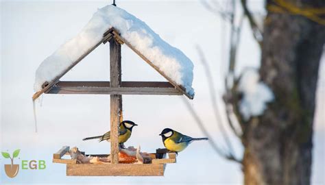 Best Bird Feeders For Attracting Wild Birds To Your Garden