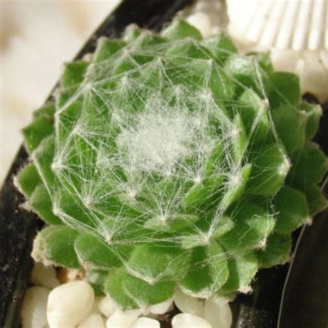 Buy Online Cobweb Succulents From Plant Orbit — Plant Orbit Plant Orbit Medium