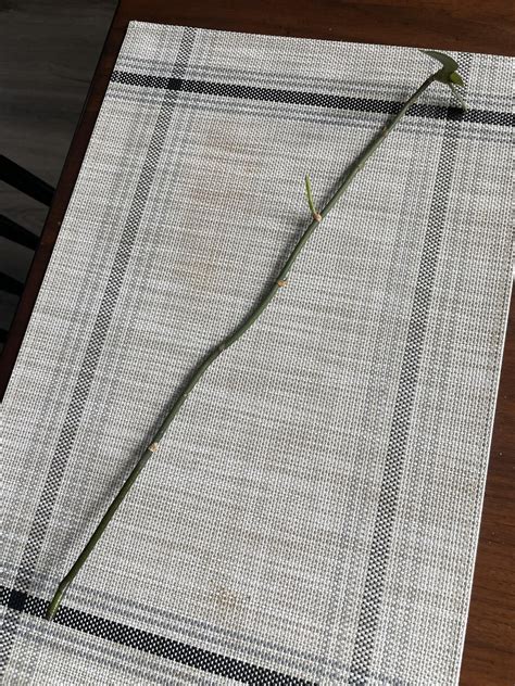 Replant Orchid Stem Rplantclinic