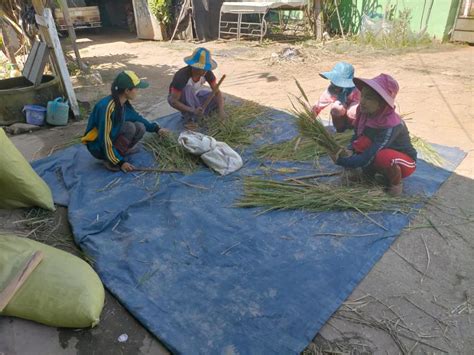 မိုင်းပန်မြို့တွင် Cerp အစီအစဉ်ဖြင့် ဆောင်ရွက်ခဲ့သော မိုးစပါးမျိုးစေ့ထုတ် ဧကများအား စံကွက်ရိတ