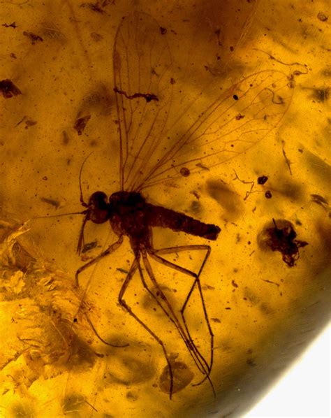 Картинки Про Комаров – Telegraph