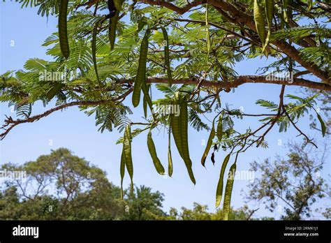 Flowers And Seed Pods Of The Flame Of The Forest Tree Flowers Delonix Regia Native To