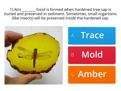 Fossils Geologic Time Review Questionário