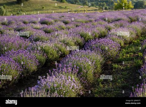 Rows Of Flowering Lavender Bushes In Meadow Stock Photo Alamy