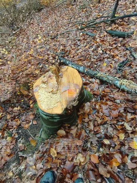 Горски инспектори от Регионалната дирекция по горите в Кюстендил установиха незаконна сеч в