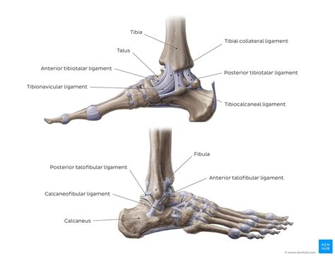 Ankle Joint Is What Type Of Joint