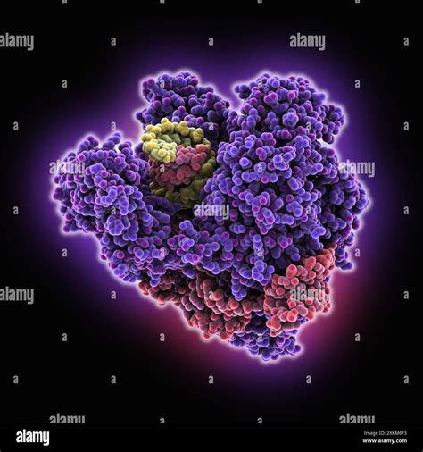 Molecular Model Of Cas9 Purple From Streptococcus Pyogenes Complexed With Sgrna Orange And