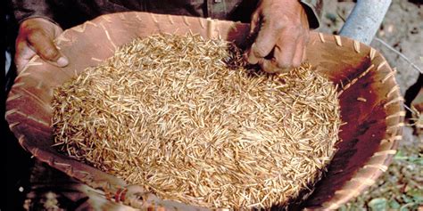 Wild Rice Harvesting Season At Joshua Allingham Blog