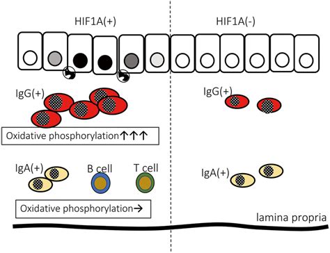 Schematic Representation Of The Association Among Igg Plasma Cells Download Scientific Diagram