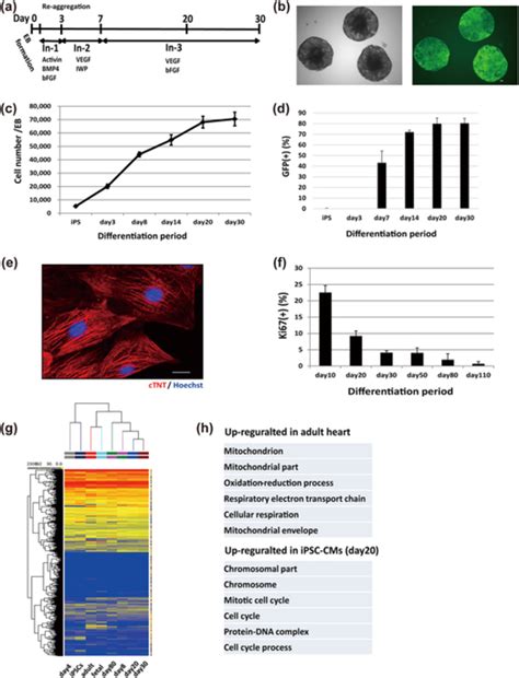 Cardiac Differentiation And Characteristics Of Ipsc Derived