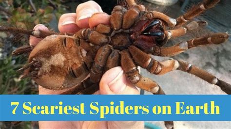 Scariest Spiders Camel Spiders Fierce Jaw Is Focus Of New Creepy