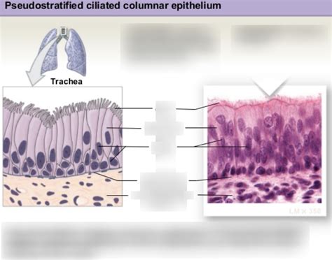 Pseudostratified Ciliated Columnar Epithelium Solved A Survey