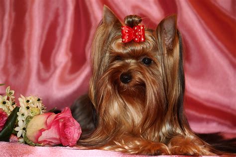 Fondos de Pantalla Perro Yorkshire terrier Animalia descargar imagenes