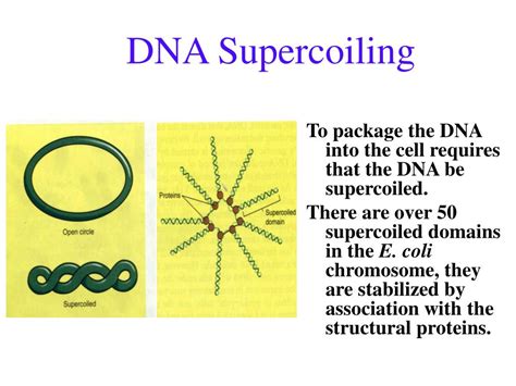 Ppt Chapter 1 The Structure And Function Of Prokaryotes Powerpoint Presentation Id5651235 Ppt Chapter 1 The Structure And Function Of Prokaryotes Powerpoint Presentation Id5651235