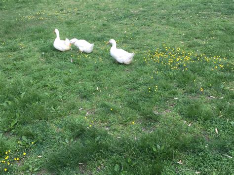How To Tell The Difference Between Male And Female Pekin Ducks Red