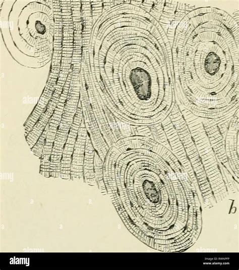 Compact Bone Drawing