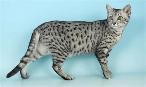 Nuncajamas Cocker Hoy Conocemos Al Gato Mau Egipcio