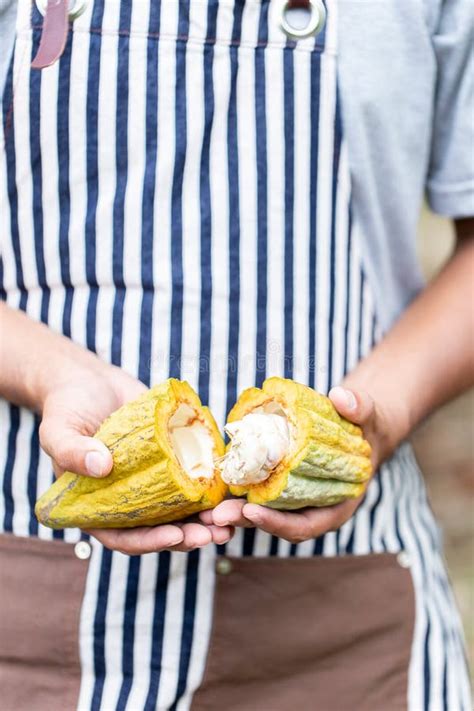 Man Taking Out Beans From Open Cocoa Pod Stock Image Image Of Exotic Nature