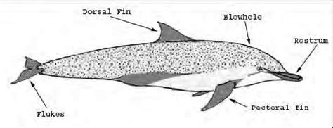 Morphology Of Marine Mammals Of The Order Cetacea Download Scientific