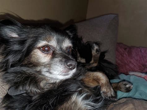 An International Sex Symbol I Mean Mr Butter 😝 Rpomeranians