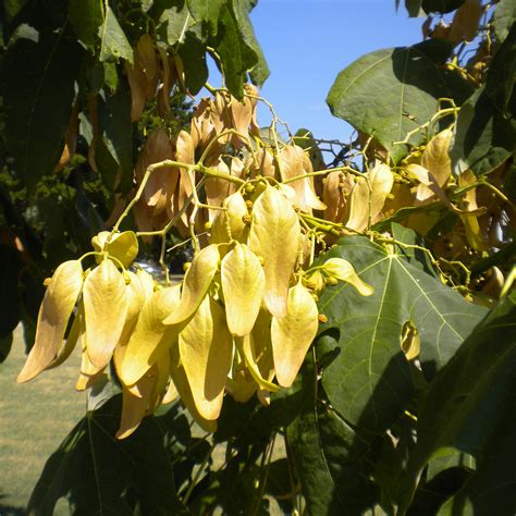 Chinese Parasol Tree Buy Chinese Parasol Tree Firmiana Simplex