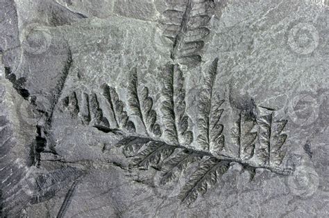 Pteridophyta Fossil