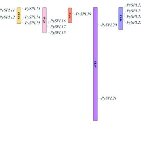 Chromosomal Localization Of Pyspls In Prunus × Yedoensis Download Scientific Diagram