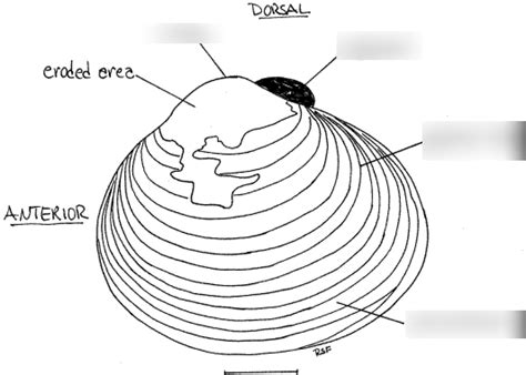 Bivalve External Structure Diagram Quizlet