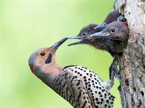 Northern Flicker Bird Facts Colaptes Auratus Birdfact