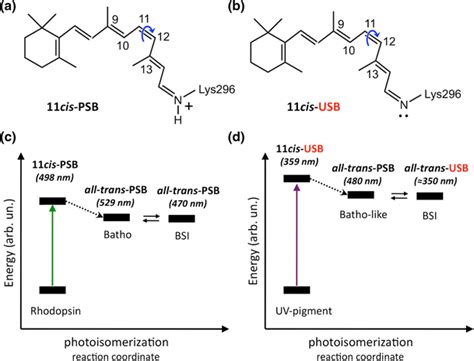 Schematic Representation Of The 11 Cis Protonated Psb And Download Scientific Diagram