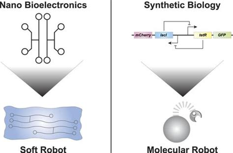 Engineering Control Circuits For Molecular Robots Using Synthetic