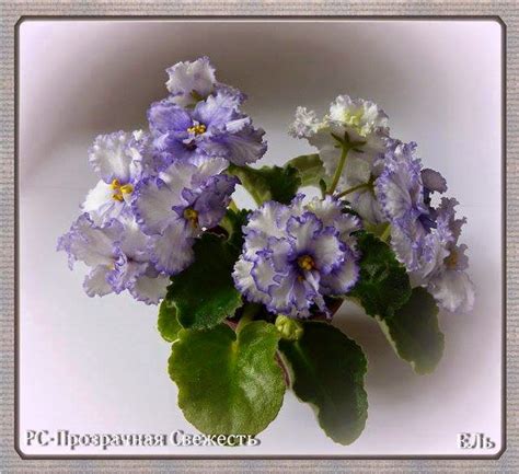 შორენას ყვავილები