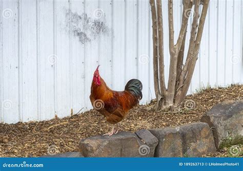 Portrait Of An Isolated Cockerel Ameraucana Rooster Stock Image Image