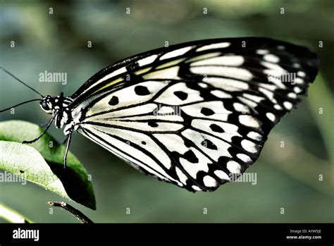 Large Tree Nymph Stock Photo Alamy